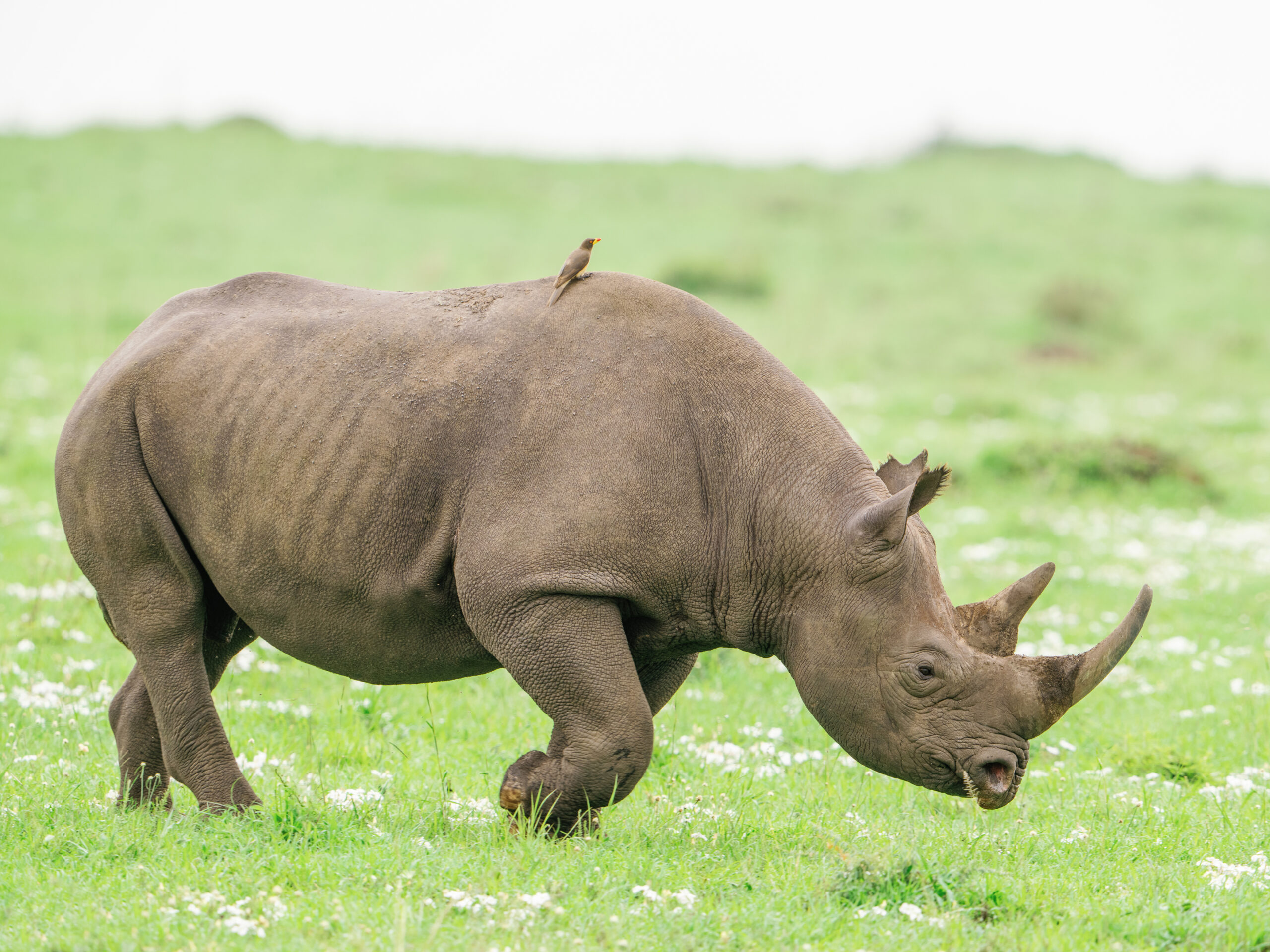 A Tale of Preservation and Encounter - Bushtops