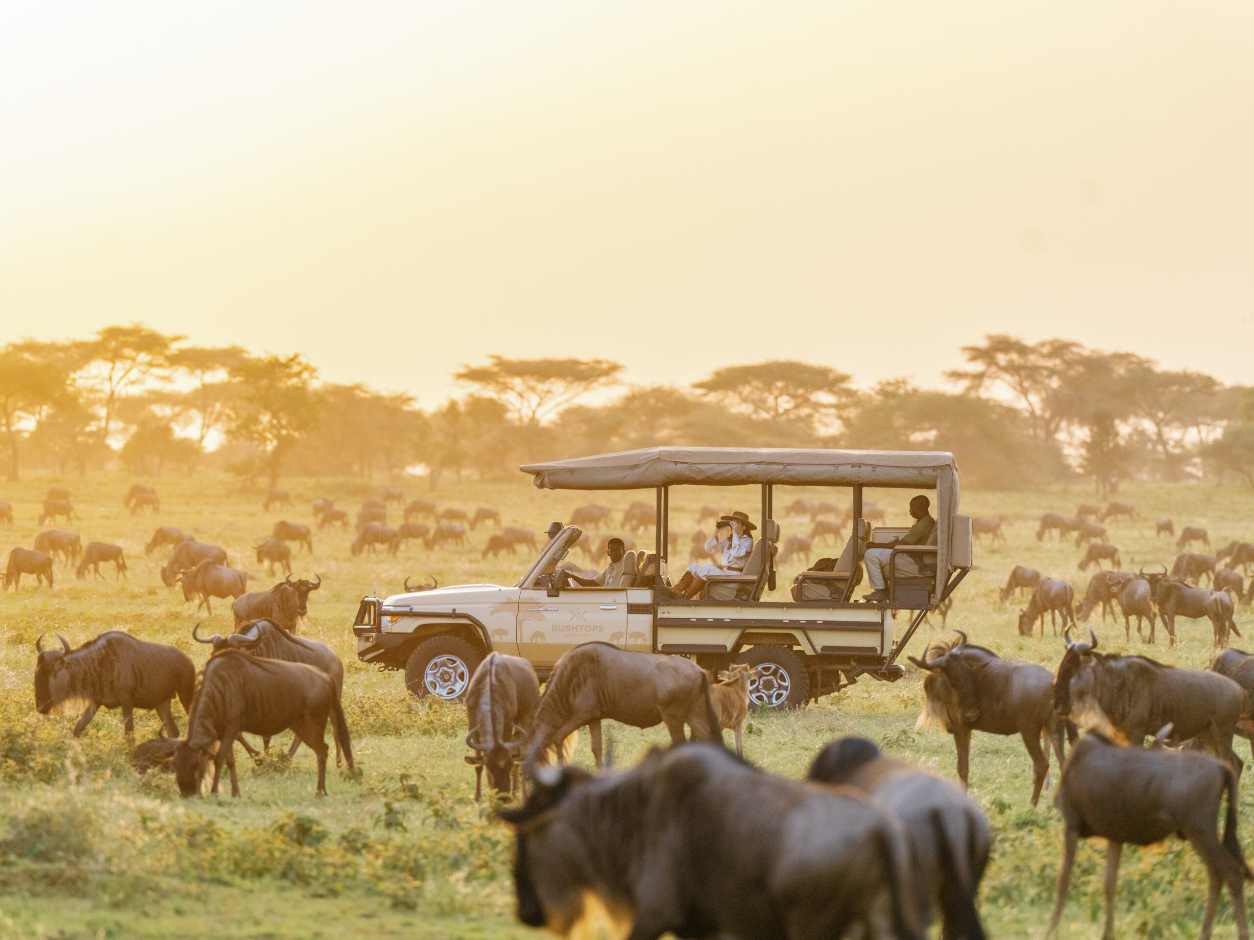 The Intimate Journey of the Great Migration - Bushtops
