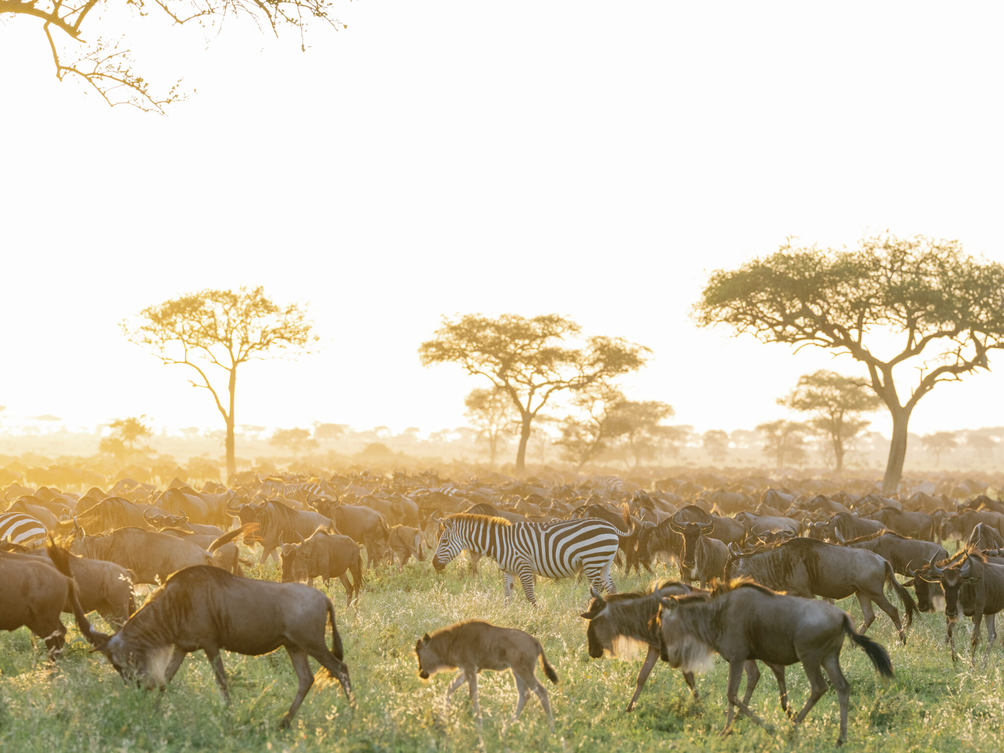 An Unforgettable African Adventure - Bushtops