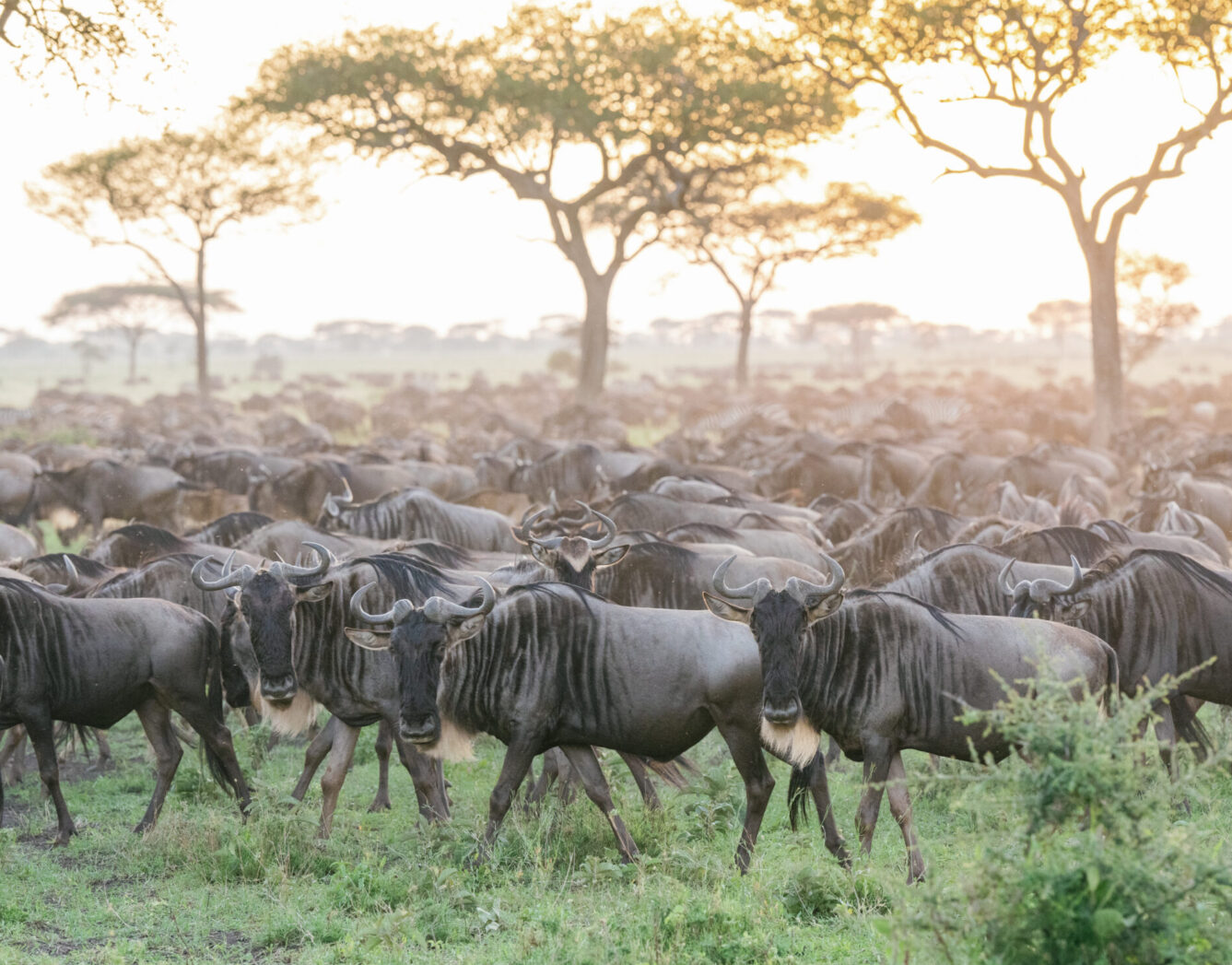 Bushtops | Luxury Safaris Safari Camps in Kenya and Tanzania